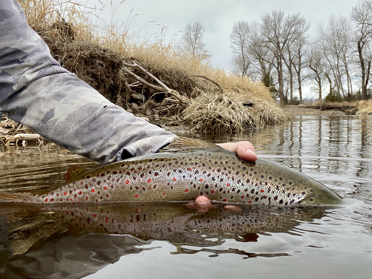 The StoneFly Fly Shop | Fishing Reports – The Stonefly